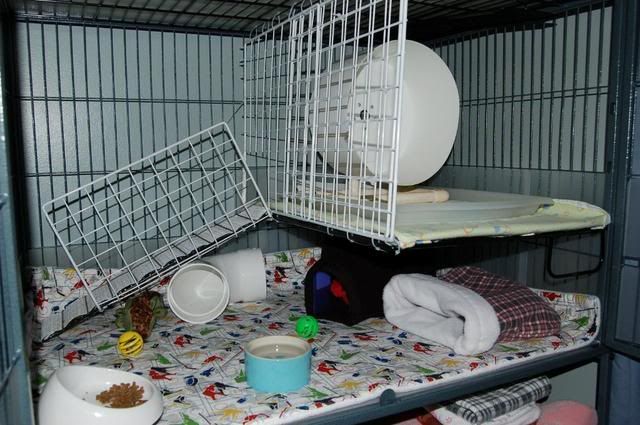 Cage Setup Examples | Hedgehog Central